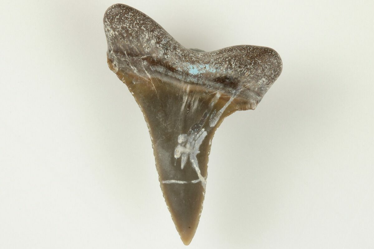 .77" Fossil Shark (Cretodus) Tooth - Carlile Shale, Kansas (#203301 ...