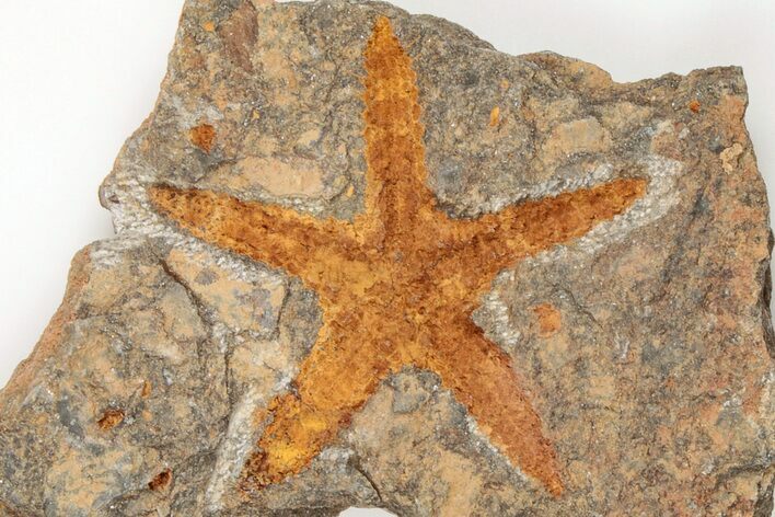 1.5" Ordovician Starfish (Petraster?) Fossil - Morocco (#203531) For ...
