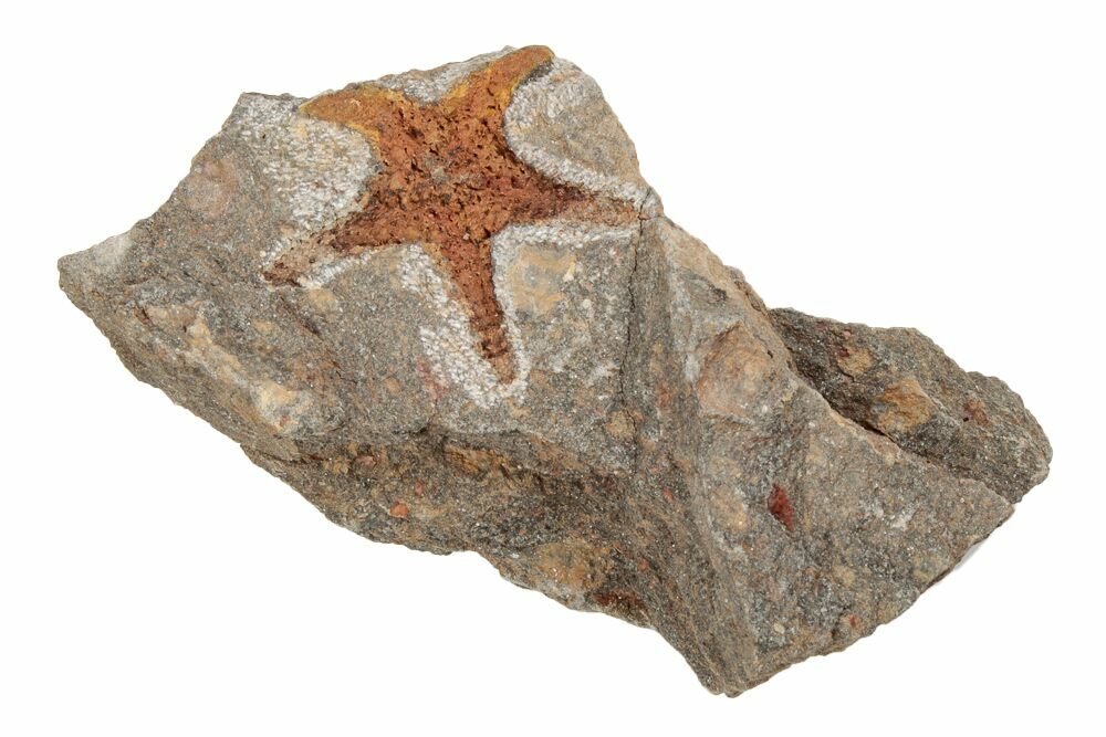 1.4" Ordovician Starfish (Petraster?) Fossil - Morocco (#203532) For ...
