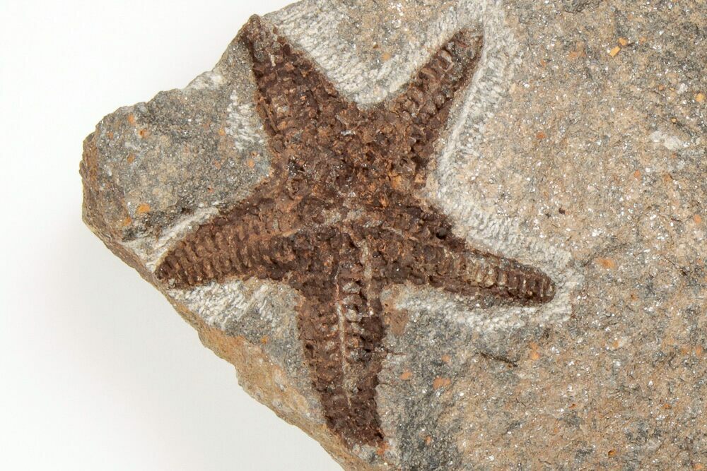 1.57" Ordovician Starfish (Petraster?) Fossil - Morocco (#203533) For ...