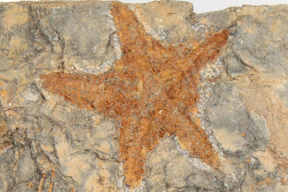 1.5" Ordovician Starfish (Petraster?) Fossil - Morocco (#203540) For ...