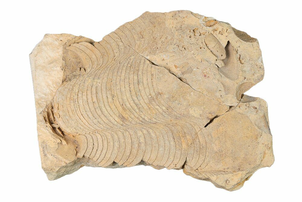 4.45" Ordovician Cephalopod (Gonioceras) Fossil - Wisconsin (#203654 ...