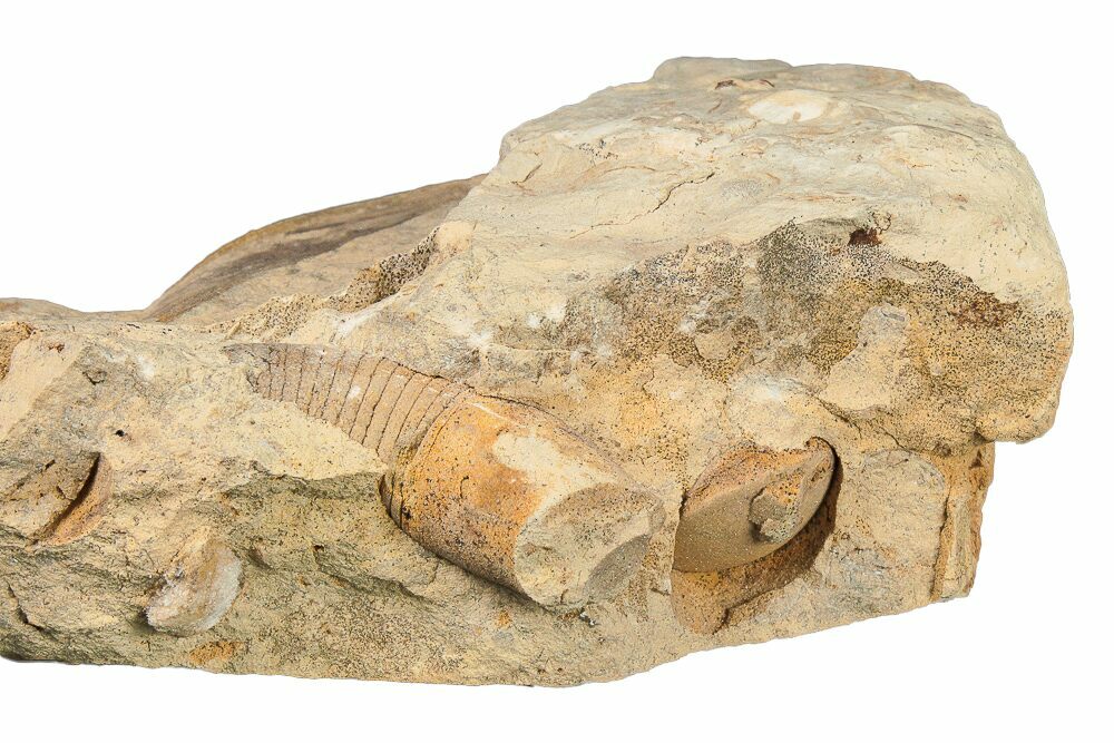 4.2" Ordovician Cephalopod (Gonioceras) Section - Wisconsin (#203656 ...