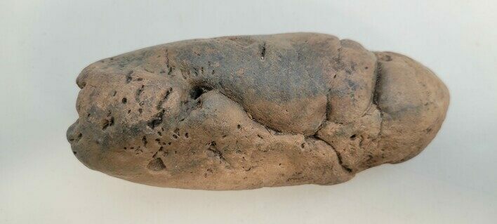 6.4" Shark Coprolite (Fossil Shark Poop) - South Carolina (#204400) For ...