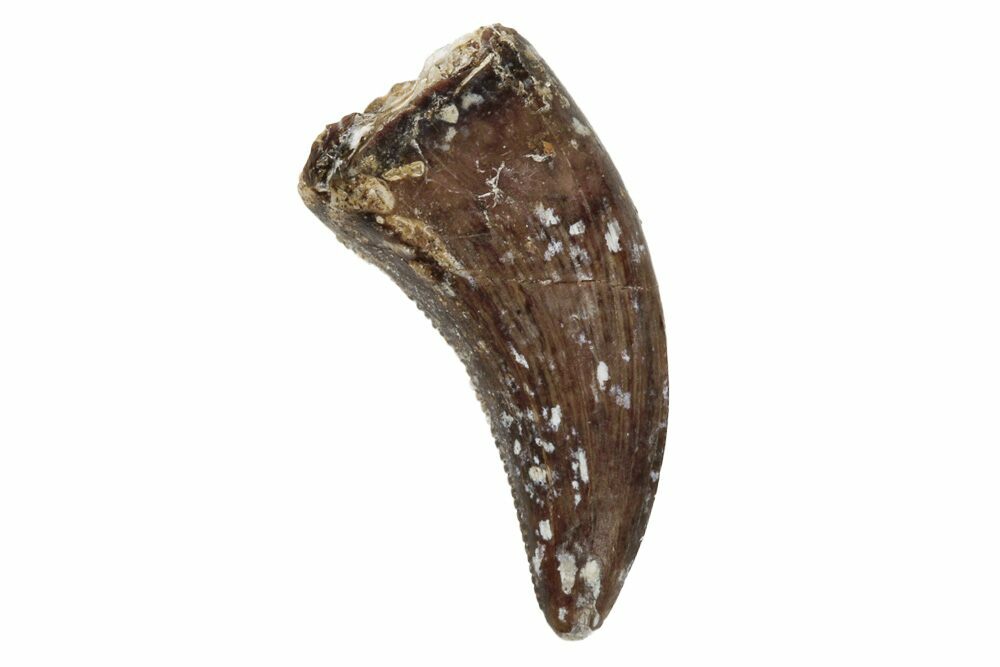 Serrated, .36" Dromaeosaurid Theropod (Acheroraptor) Tooth - Montana ...