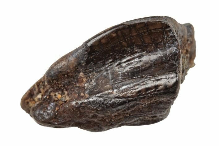 .5" Fossil Hadrosaur (Duck-Billed Dinosaur) Tooth - Montana (#204632 ...