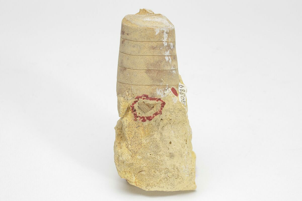 2" Ordovician Cephalopod (Actinoceras) Fossil - Wisconsin (#204198) For ...