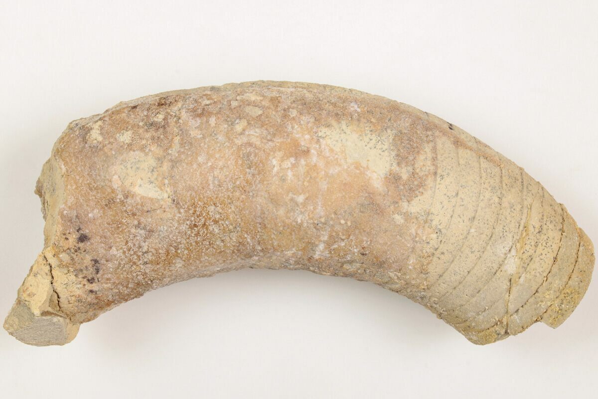 2.9" Ordovician, Oncoceratid (Richardsonoceras) Fossil - Wisconsin ...