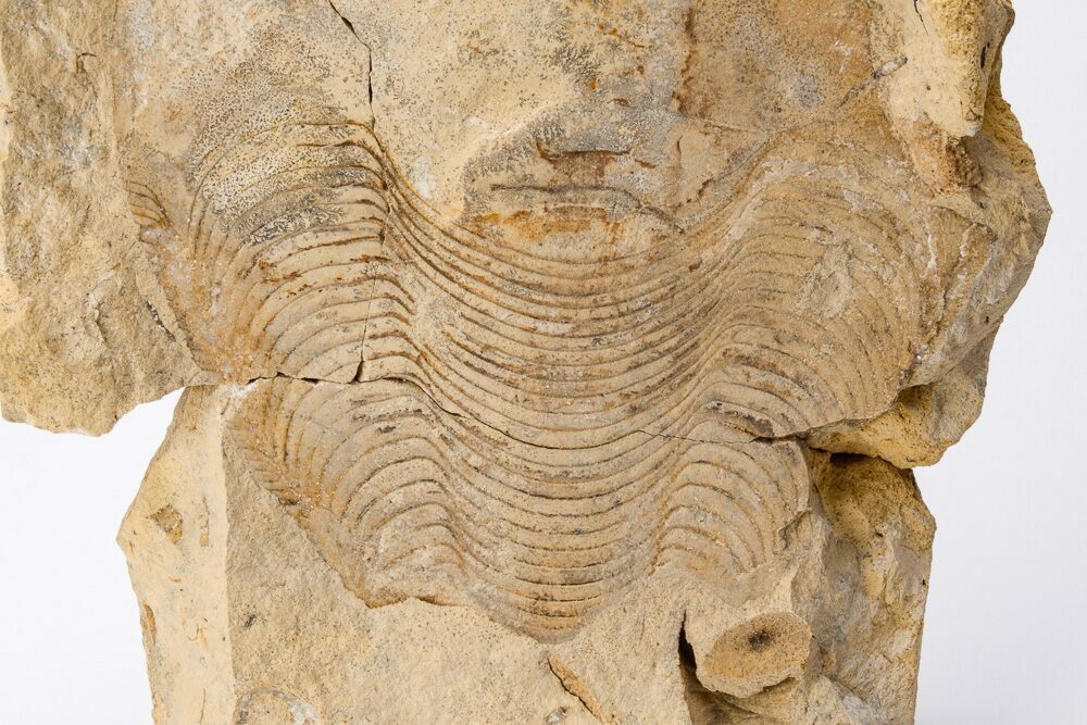 4.5" Ordovician Cephalopod (Gonioceras) Fossil - Wisconsin (#204186 ...