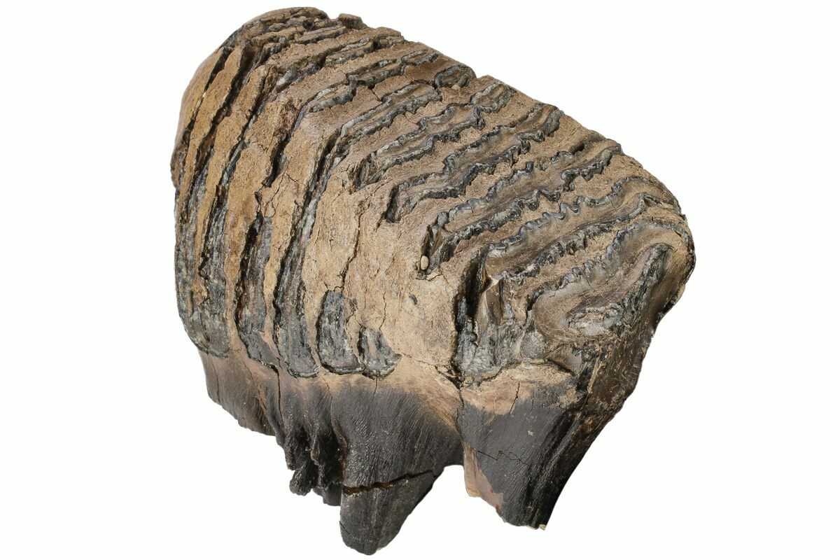3.8" Lower Jaw, P3 Juvenile Mammoth Molar - Siberia (#206111) For Sale ...