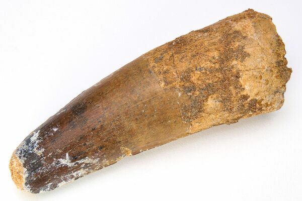 Spinosaurus Tooth Buyers Guide - FossilEra.com
