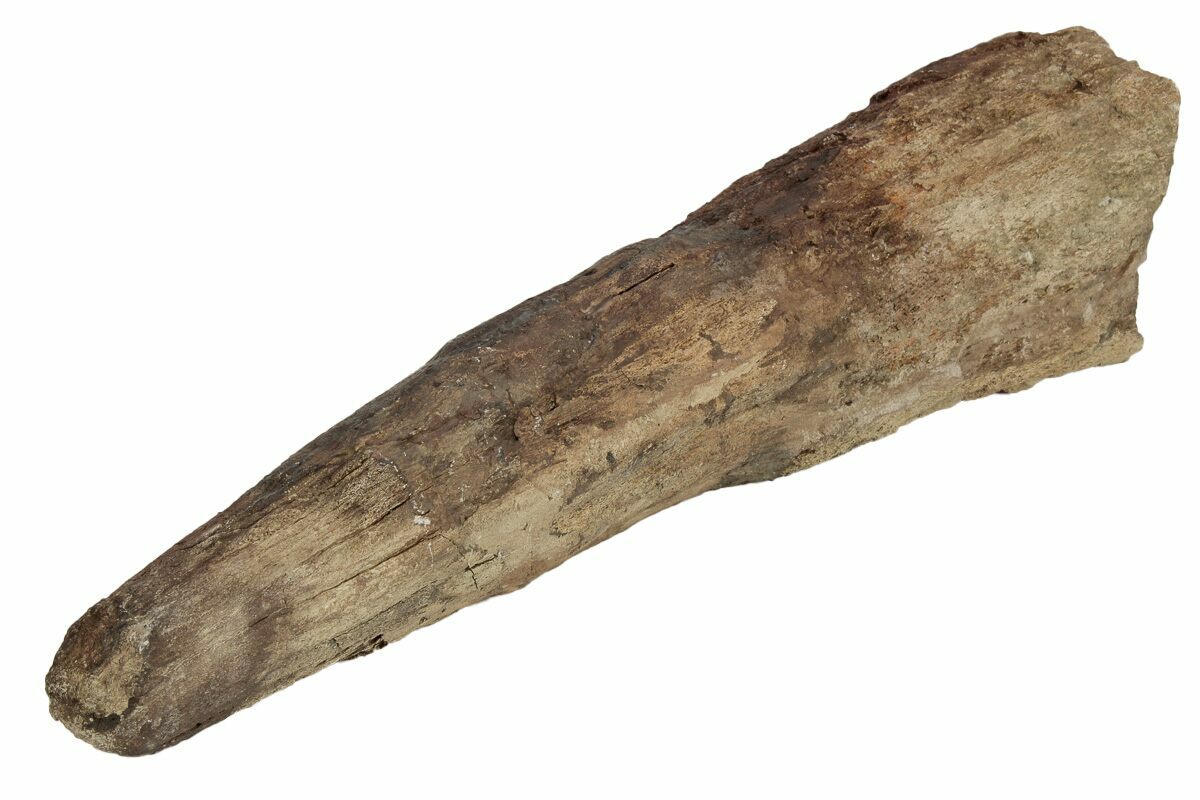 24.4" Fossil Triceratops Brow Horn - Montana (#206510) For Sale ...