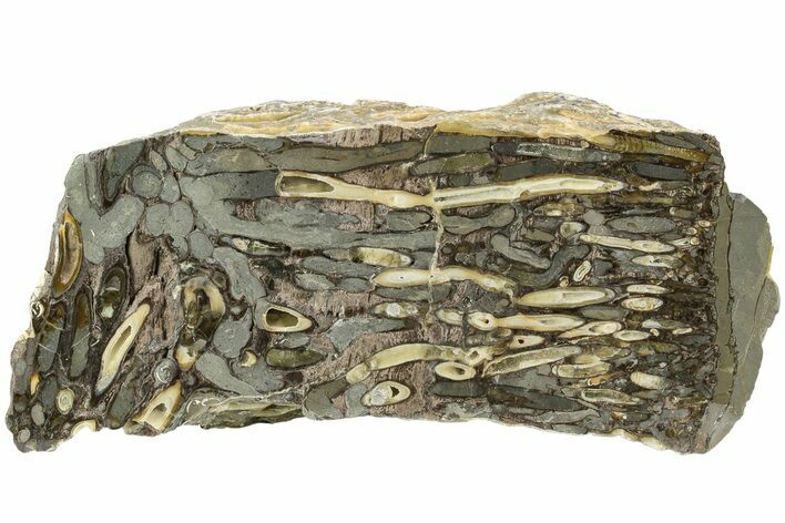 8.1" Polished Fossil Teredo (Shipworm Bored) Wood - England (#206453 ...