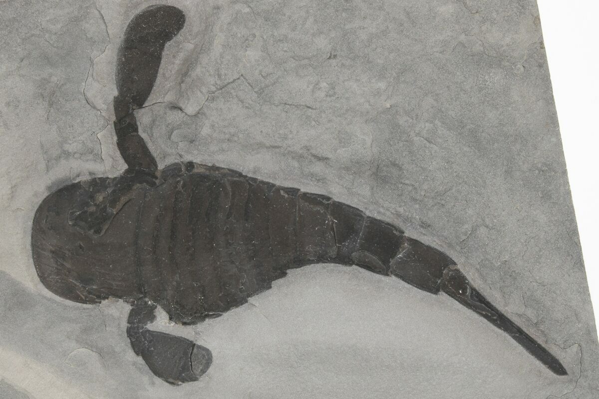 4.3" Eurypterus (Sea Scorpion) Fossil - New York (#206607) For Sale ...