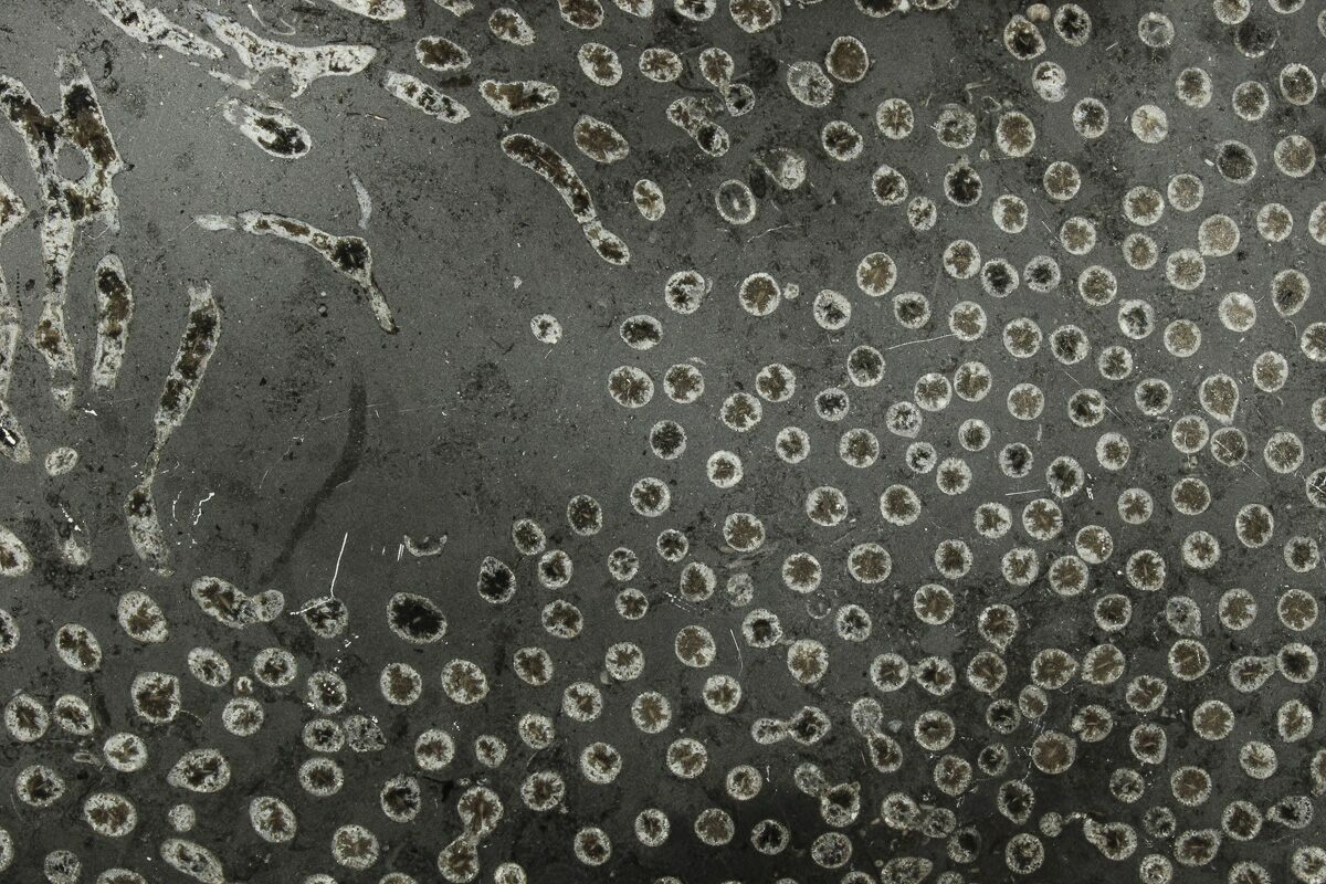 11.3" Polished Fossil Coral (Lithostrotion) - England (#207091) For ...