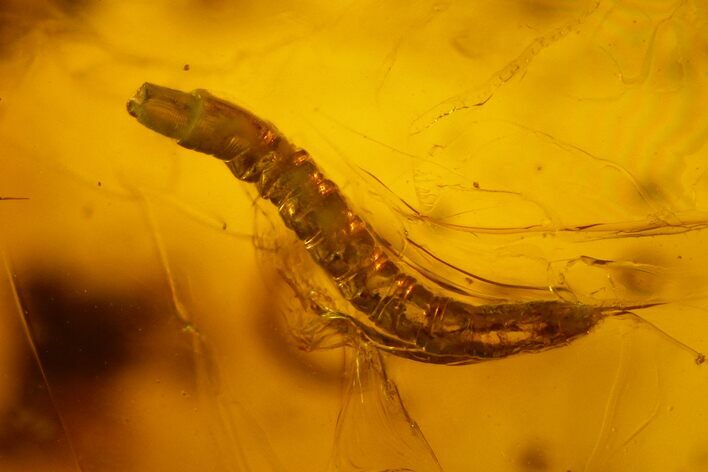 Fossil Wood Gnat Larva (Anisopodidae) in Baltic Amber (#207521) For ...