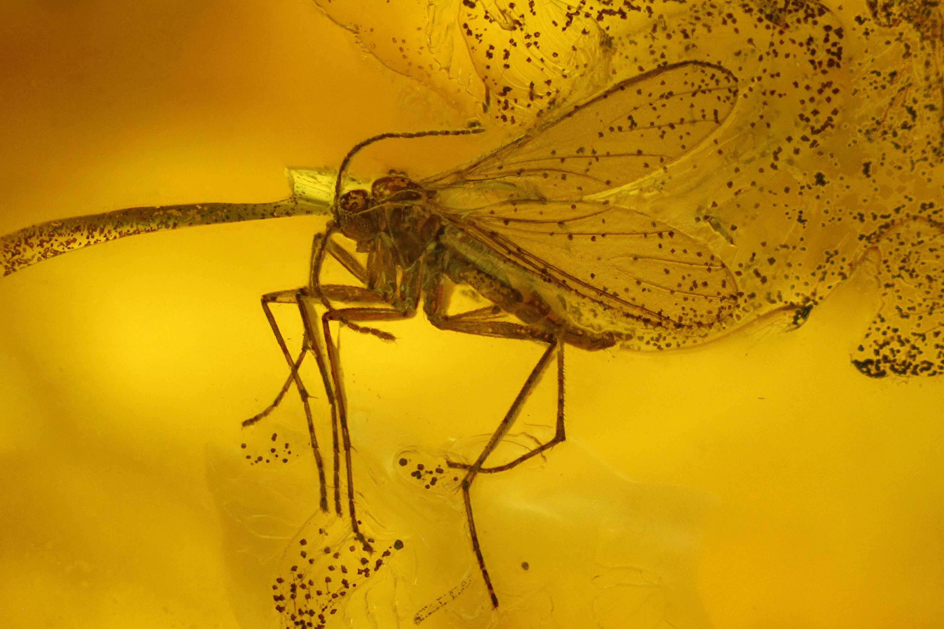 Fossil Fly (Diptera) In Baltic Amber (#207541) For Sale - FossilEra.com