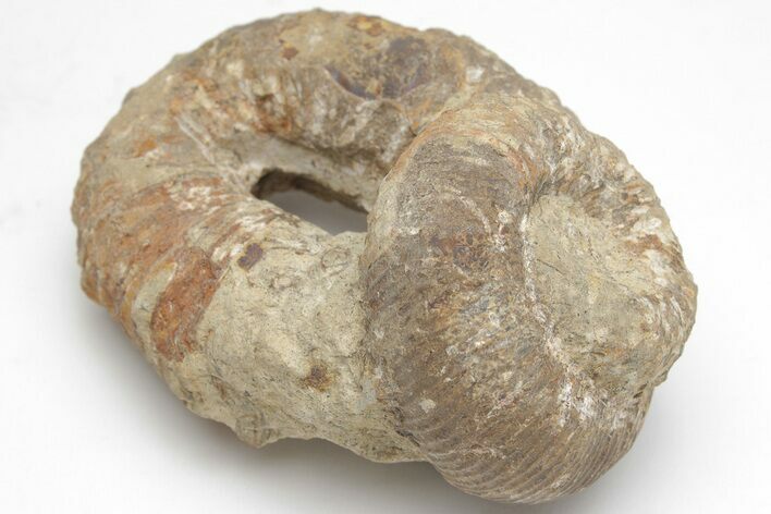 3.25" Fossil Heteromorph (Nostoceras) Ammonite - Madagascar (#207544 ...