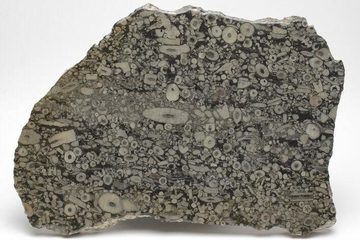 10.7" Fossil Crinoid Stems In Limestone Slab (#206826) For Sale ...