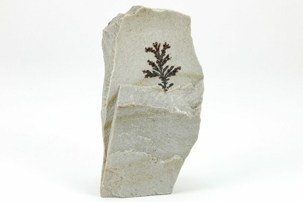 3.3" Dendrites On Limestone - Utah (#207785) For Sale - FossilEra.com