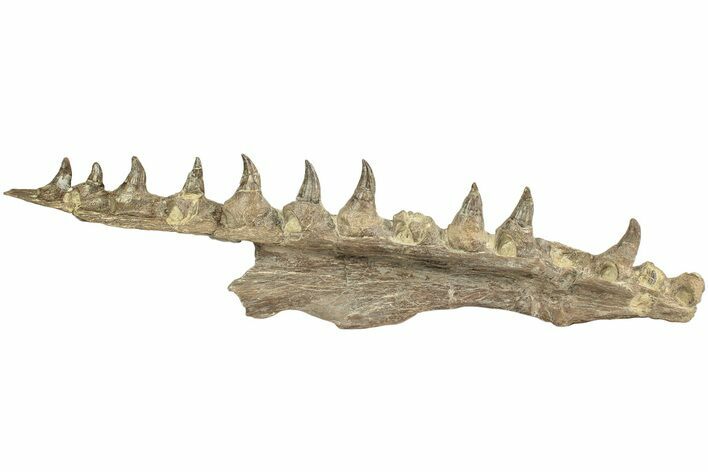 13.2" Fossil Mosasaur (Platecarpus) Upper Jaw w/ Teeth - Kansas ...