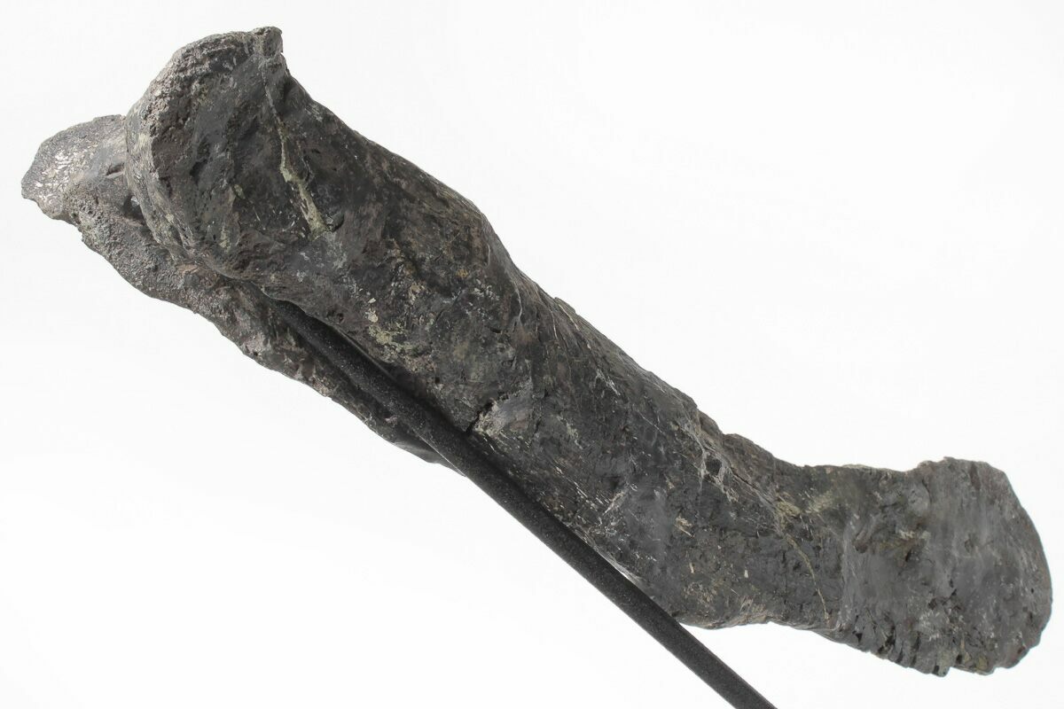 11.1" Sauropod Dinosaur (Camarasaurus) Chevron - Colorado (#209574) For ...