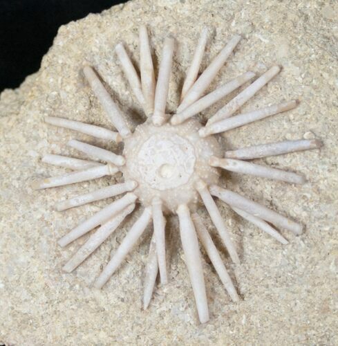 Salenia Urchin Fossil - Late Cretaceous (#12947) For Sale - FossilEra.com