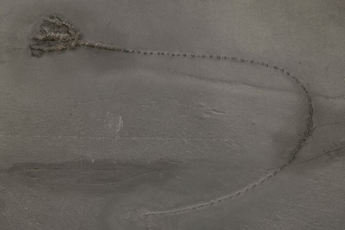 5.8" Pyritized Crinoid (Taxocrinus) Fossil - Bundenbach, Germany ...