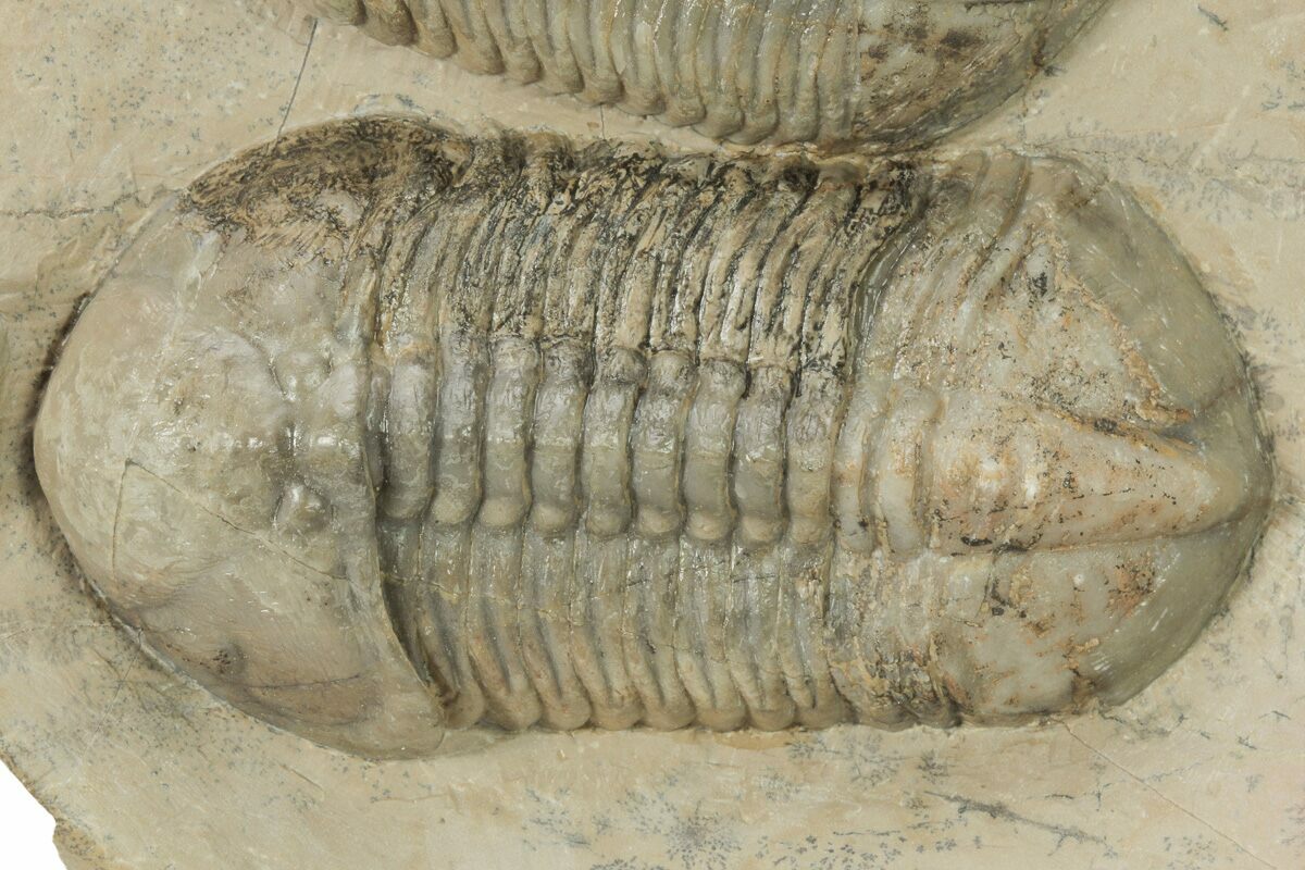 Two Translucent Struveaspis Trilobite - Jorf, Morocco (#210170) For ...