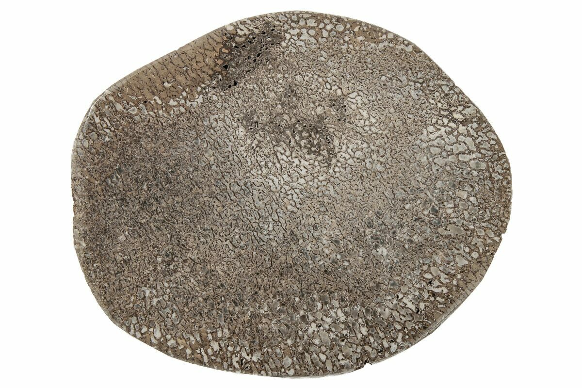 4.3" Pyritized, Polished Iguanodon Bone - Isle Of Wight (#210354) For ...