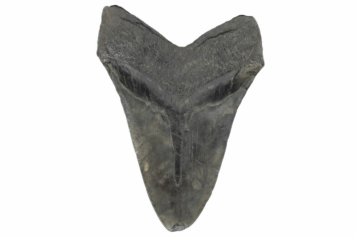 6.03" Fossil Megalodon Tooth - Massive Meg Tooth (#210737) For Sale ...