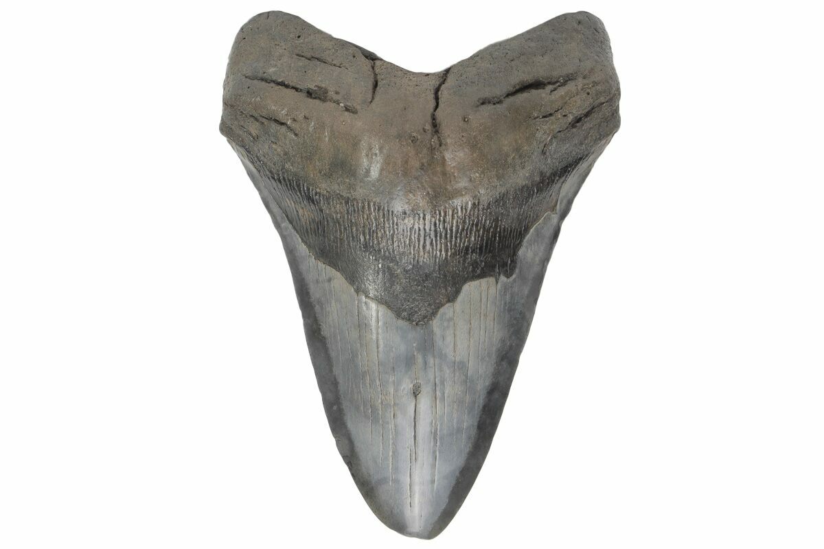 6.03" Fossil Megalodon Tooth - Massive Meg Tooth (#210737) For Sale ...