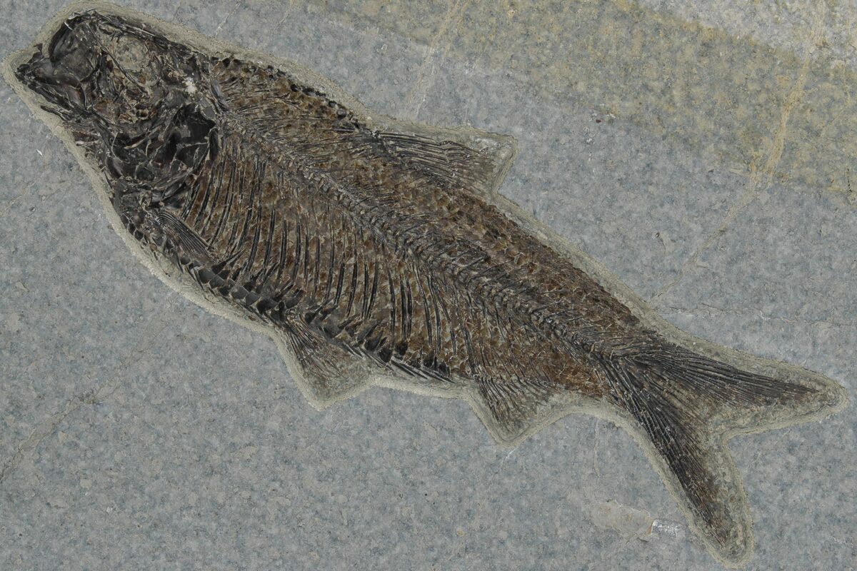 5.85" Detailed Fossil Fish (Knightia) - Wyoming (#211187) For Sale ...