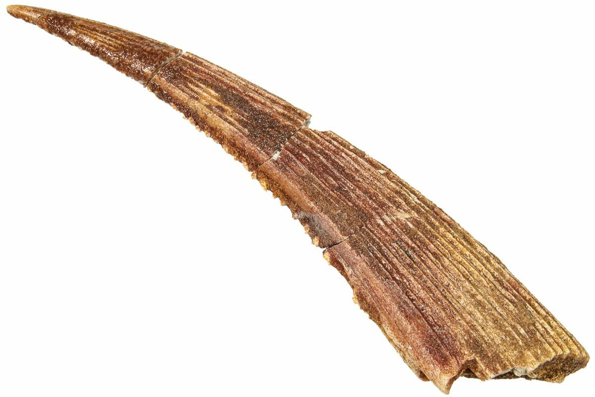 Bargain, 2.9" Partial, Fossil Shark (Hybodus) Dorsal Spine - Morocco ...