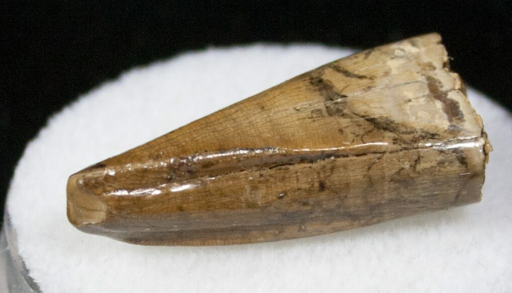 1.00" Tyrannosaur Premax Tooth (Aublysodon) - Montana For Sale (#13052 ...