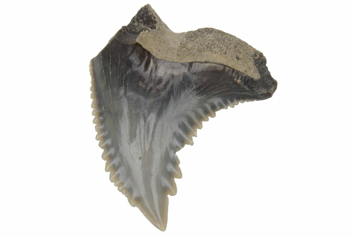 Bargain, 1" Snaggletooth Shark (Hemipristis) Tooth - South Carolina ...