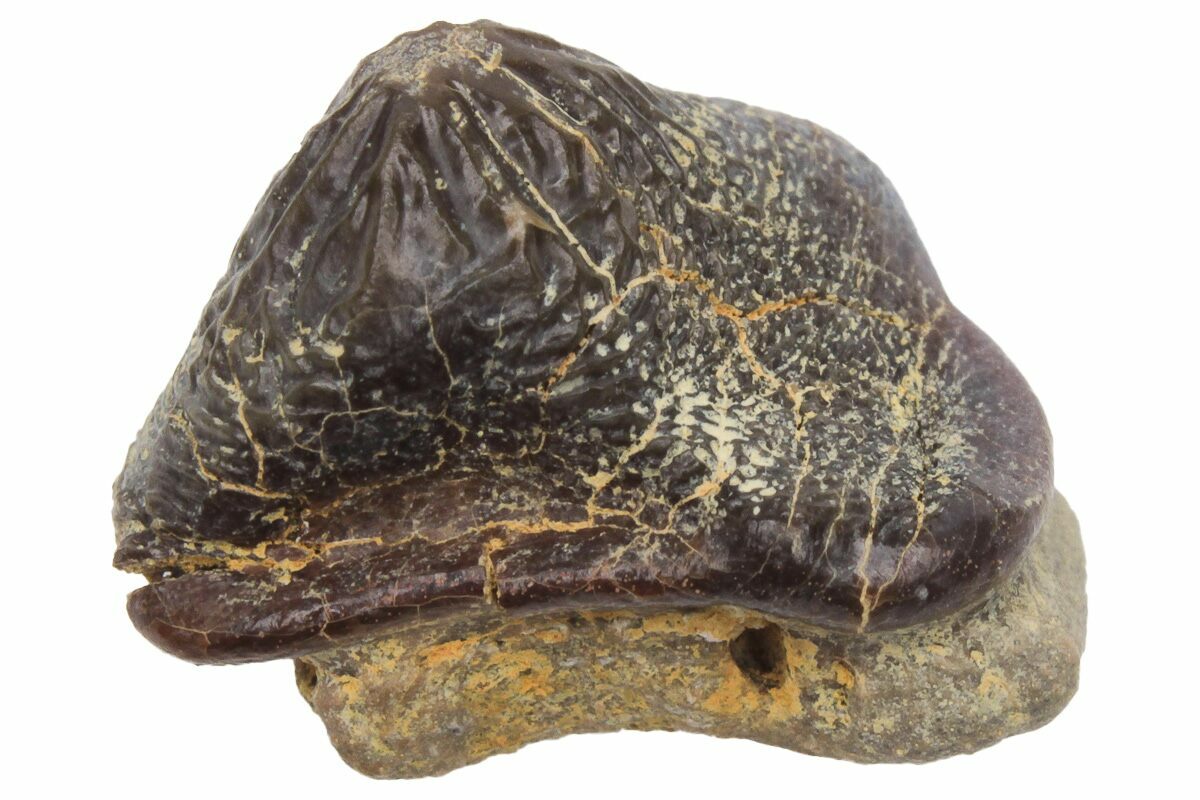 .5" Fossil Crusher Shark (Ptychodus) Tooth - Kansas (#211739) For Sale ...