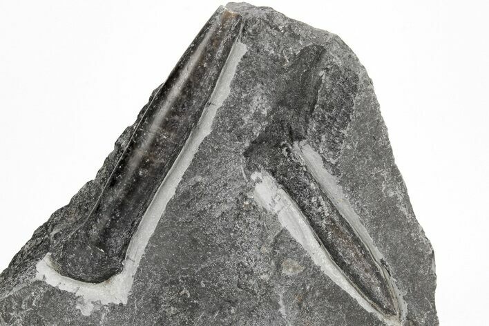 Two Belemnite (Hibolites) Fossils - England (#211917) For Sale ...