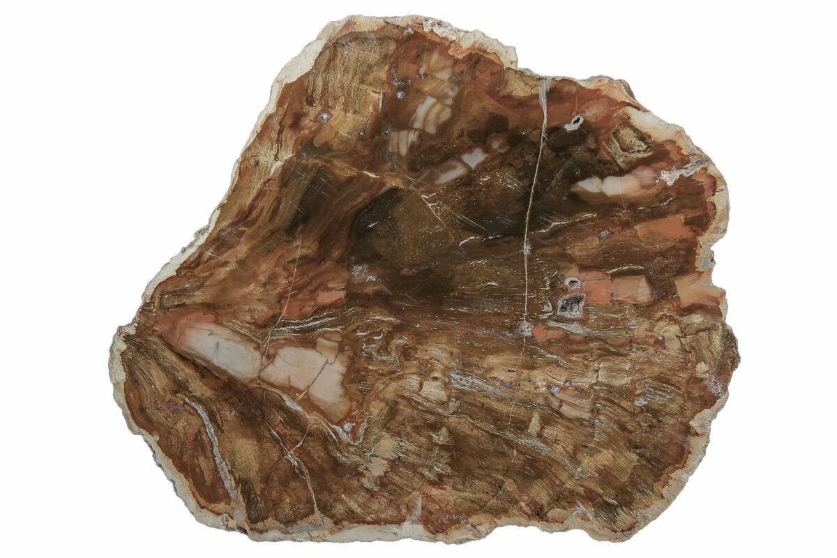 6.5" Petrified Horsetail (Calamites?) From Madagascar - Rare! (#211163 ...