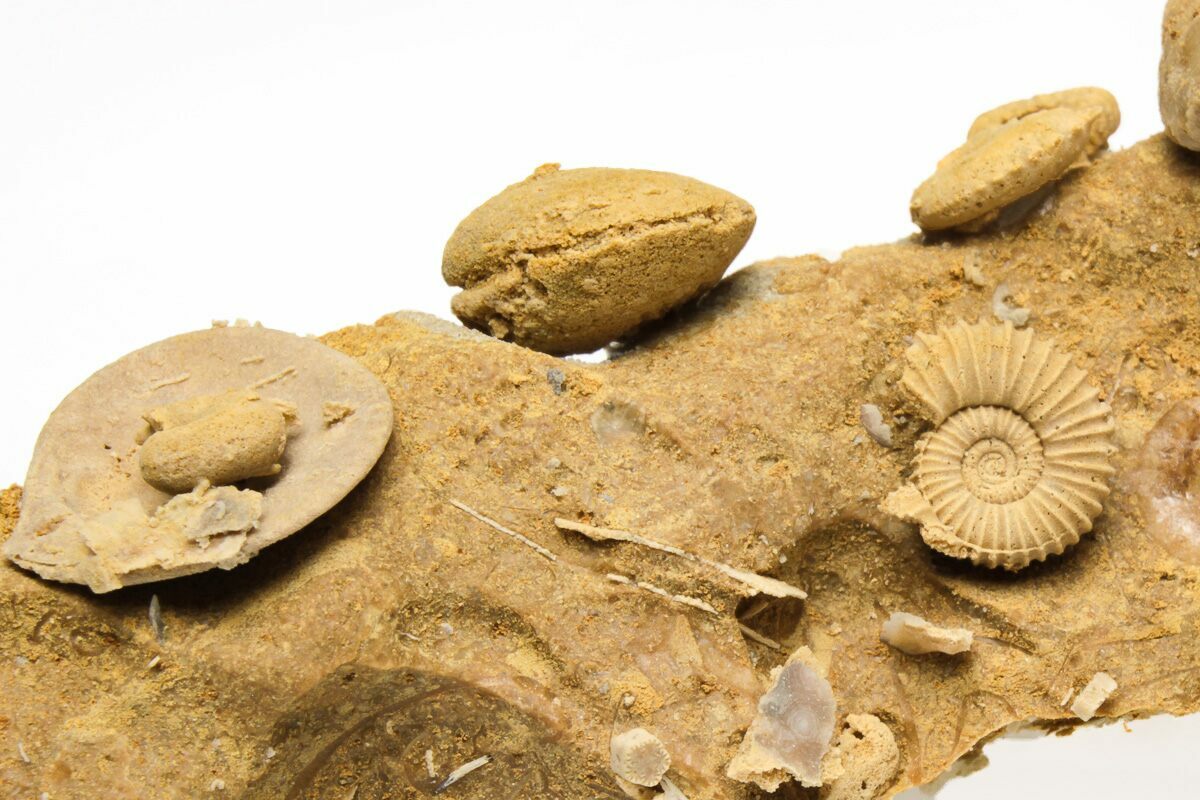 2.8" Miniature Fossil Cluster (Ammonites, Brachiopods) - France ...