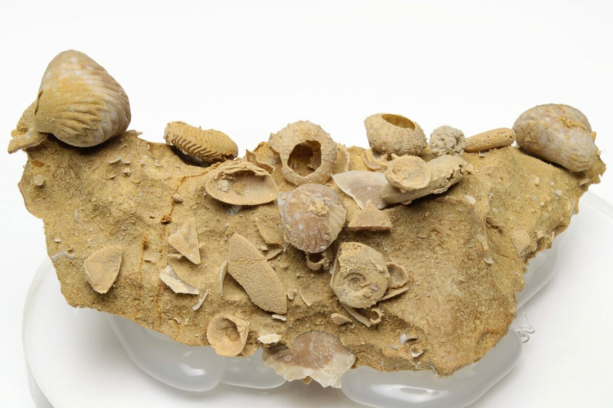 3.7" Miniature Fossil Cluster (Ammonites, Brachiopods) - France ...