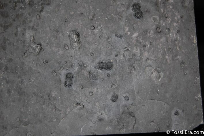 Peronopsis, Bolaspidella and Cyanobacteria (#258) For Sale - FossilEra.com