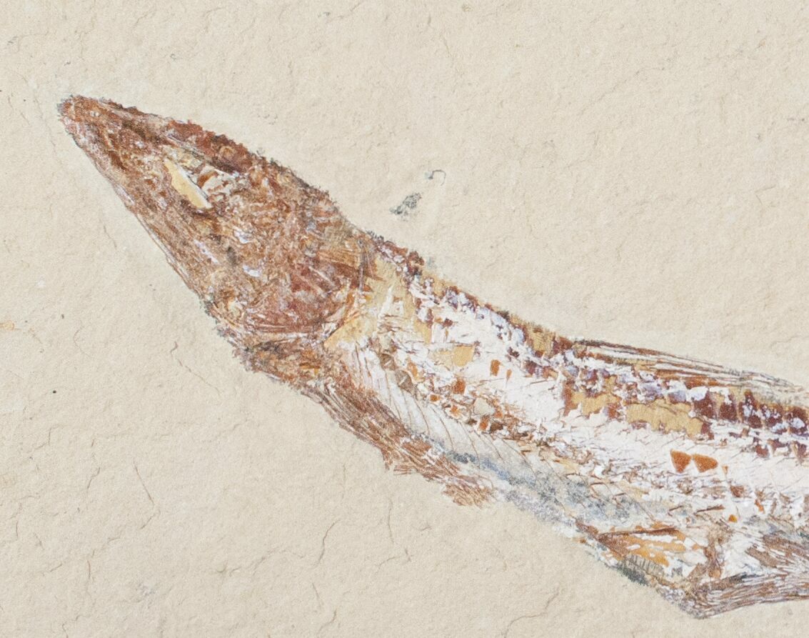 8.1" Viper Fish (Prionolepis) Fossil - Lebanon (#13098) For Sale ...