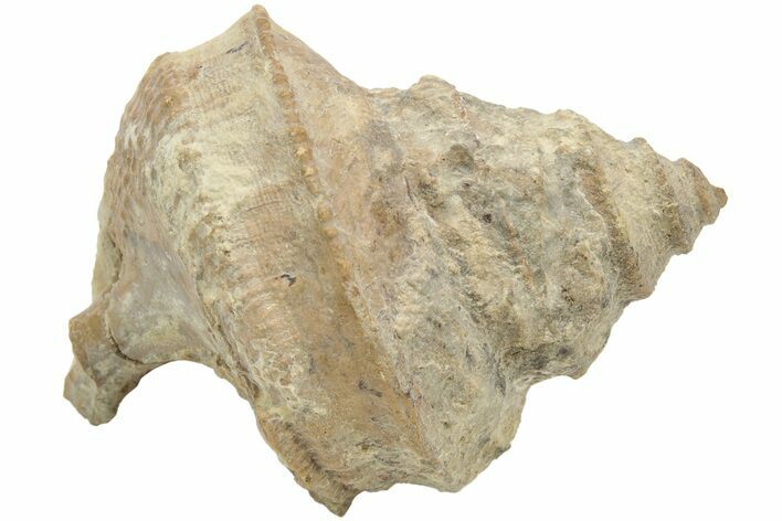 1.7" Pennsylvanian Gastropod (Worthenia) Fossil - Texas (#212120) For ...