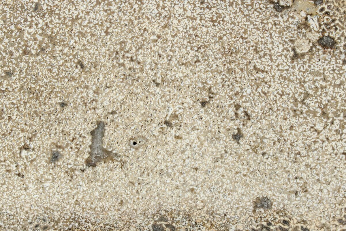 5.4" Polished Dinosaur Bone (Gembone) Slab - Morocco (#214038) For Sale ...