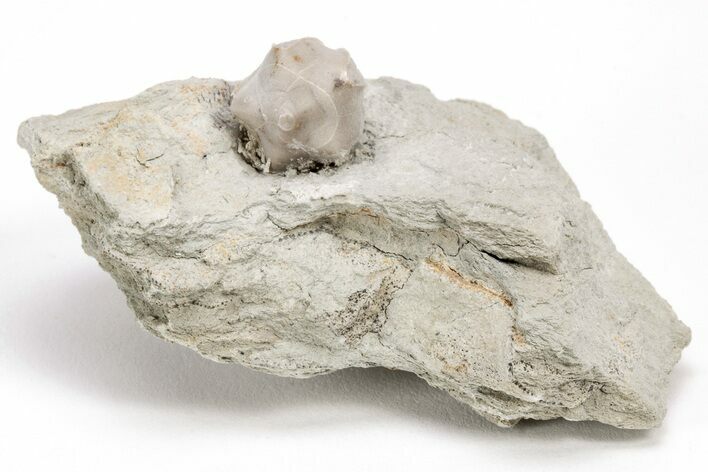 .5" Blastoid (Pentremites) Fossil - Illinois (#204690) For Sale ...