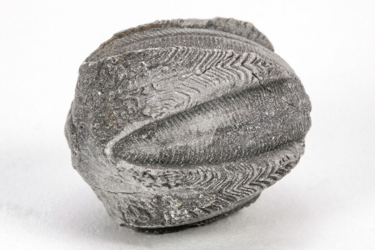 .6" Blastoid (Pentremites) Fossil - Oklahoma (#205142) For Sale ...