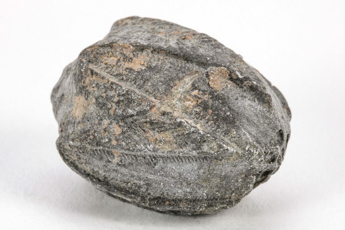 .7" Blastoid (Pentremites) Fossil - Oklahoma (#205143) For Sale ...