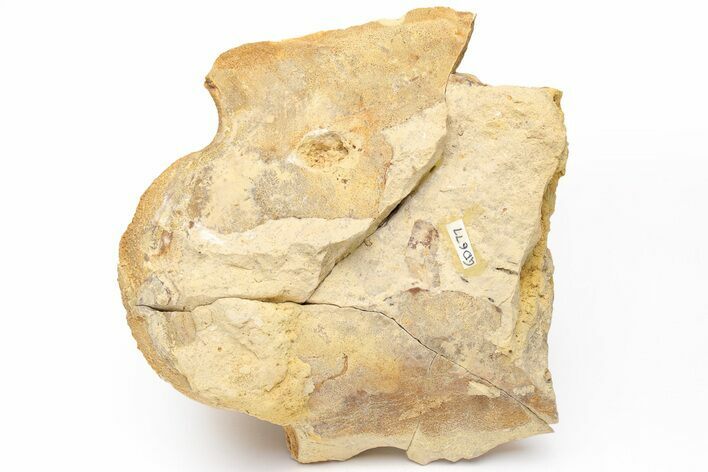 5.3" Ordovician Cephalopod (Gonioceras) Section - Wisconsin (#214260 ...