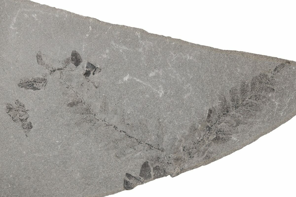 9.2" Pennsylvanian Fossil Fern (Neuropteris) Plate - Kentucky (#214182 ...